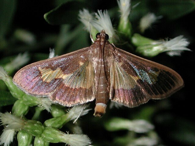Pickleworm Moth from Floyd Bennet Field, Brooklyn, NY, USA on September ...