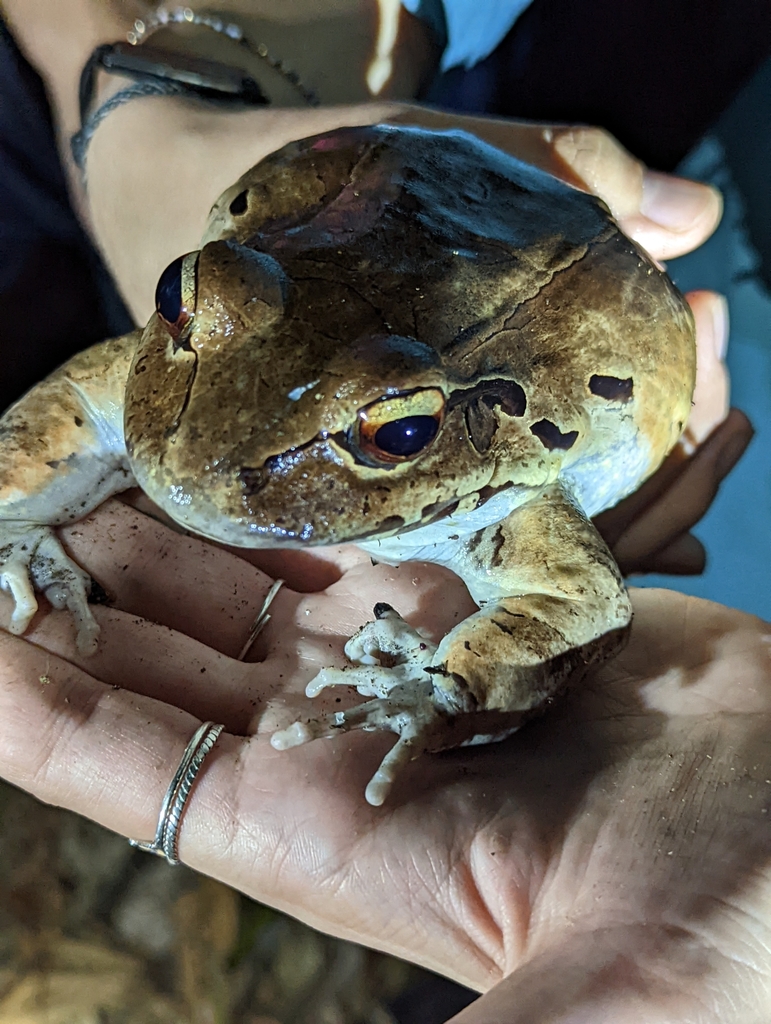 Savage's Thin-toed Frog from 479W+X8R, Gamboa, Panama on February 15 ...