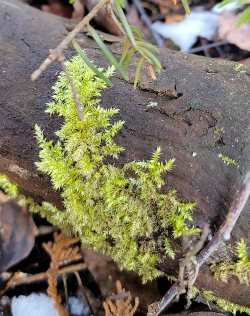 rough goose neck moss from South Arm Township, MI, USA on February 19 ...