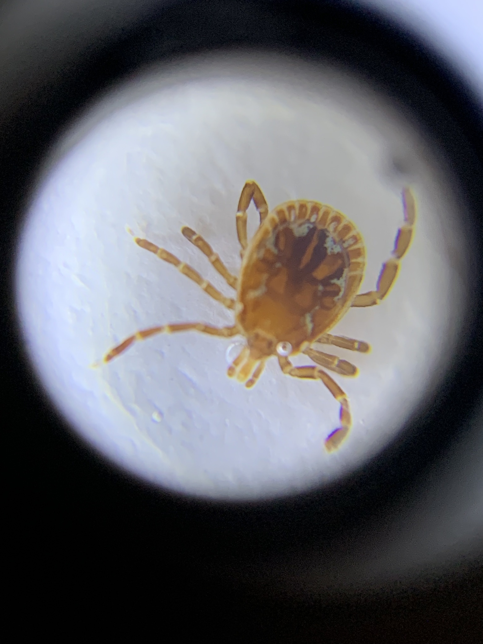 Amblyomma americanum Linnaeus, 1758