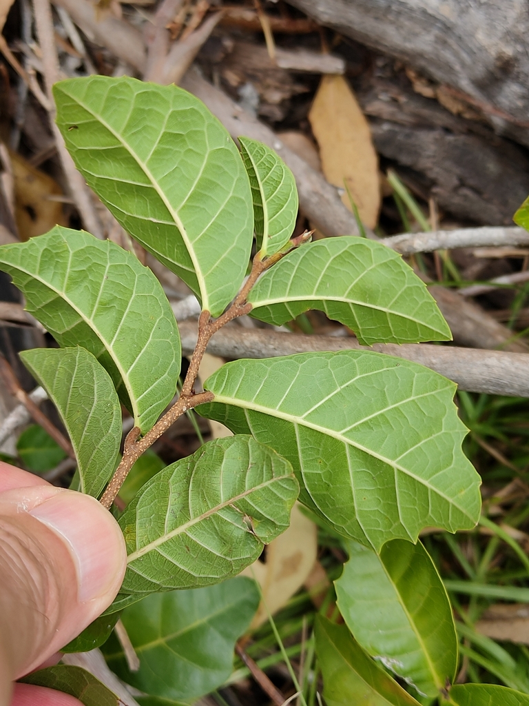 Burnie Vine from St Mary QLD 4650, Australia on February 20, 2023 at 10 ...