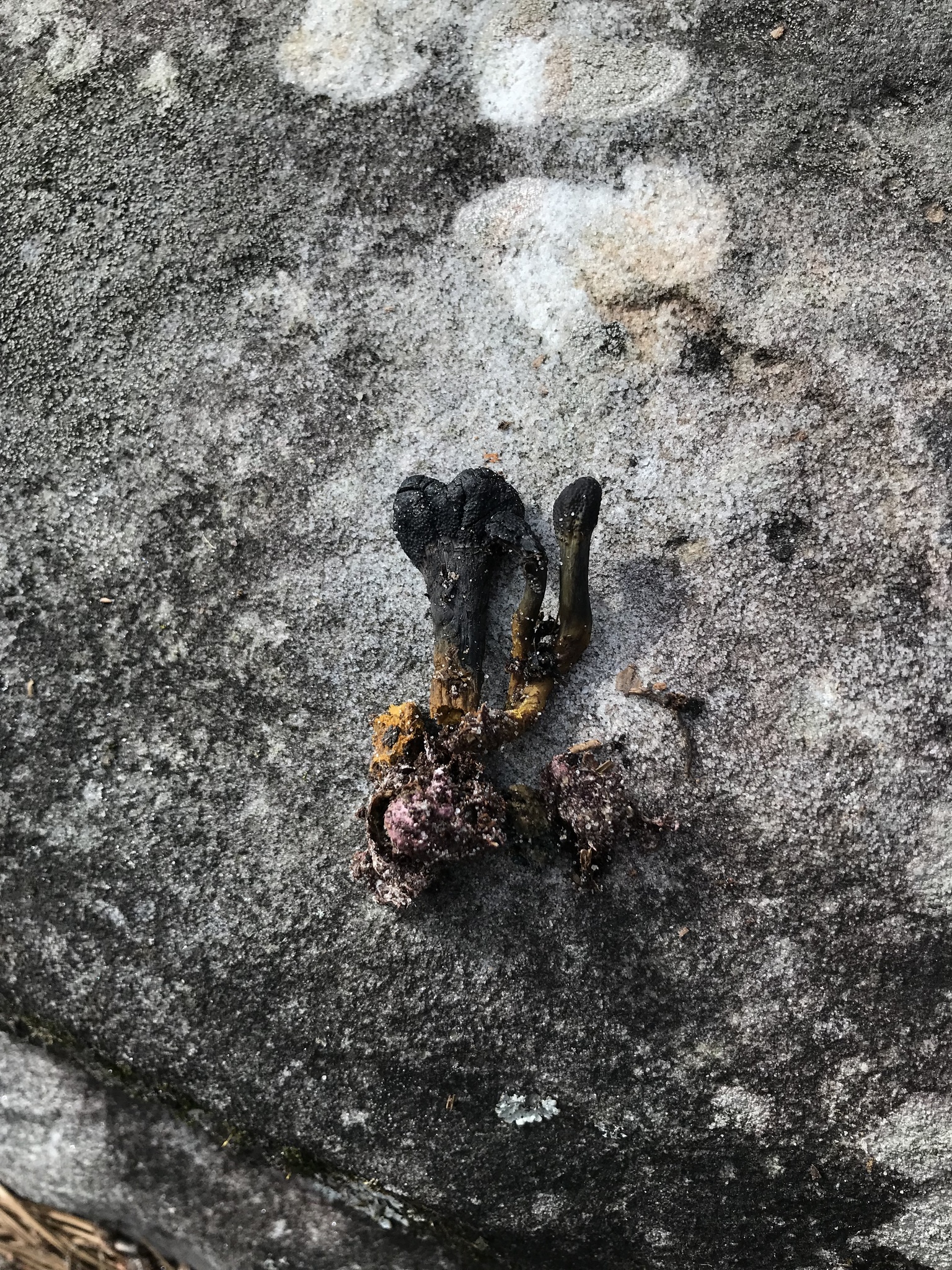 Tolypocladium ophioglossoides (J.F.Gmel.) C.A.Quandt, Kepler & Spatafora