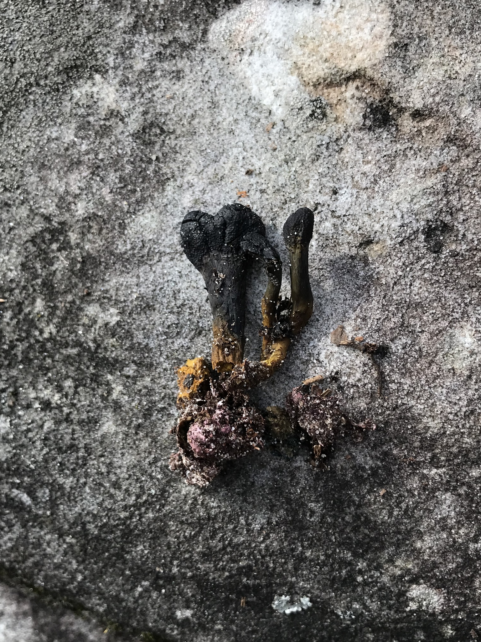 Tolypocladium ophioglossoides (J.F.Gmel.) C.A.Quandt, Kepler & Spatafora