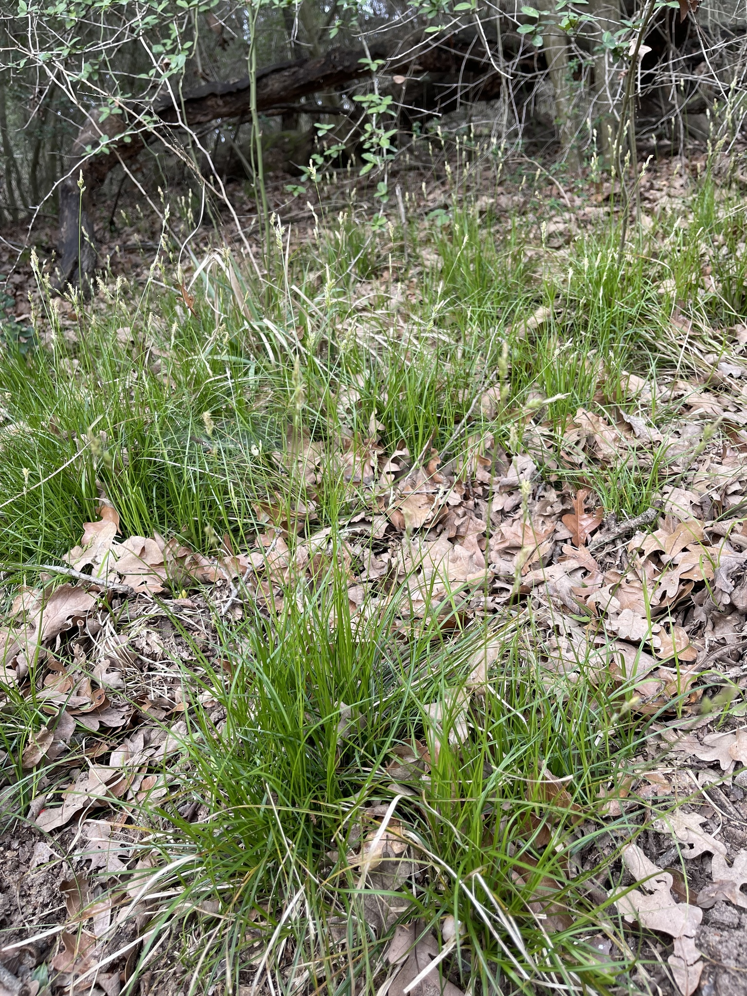 Carex albicans Willd. ex Spreng.