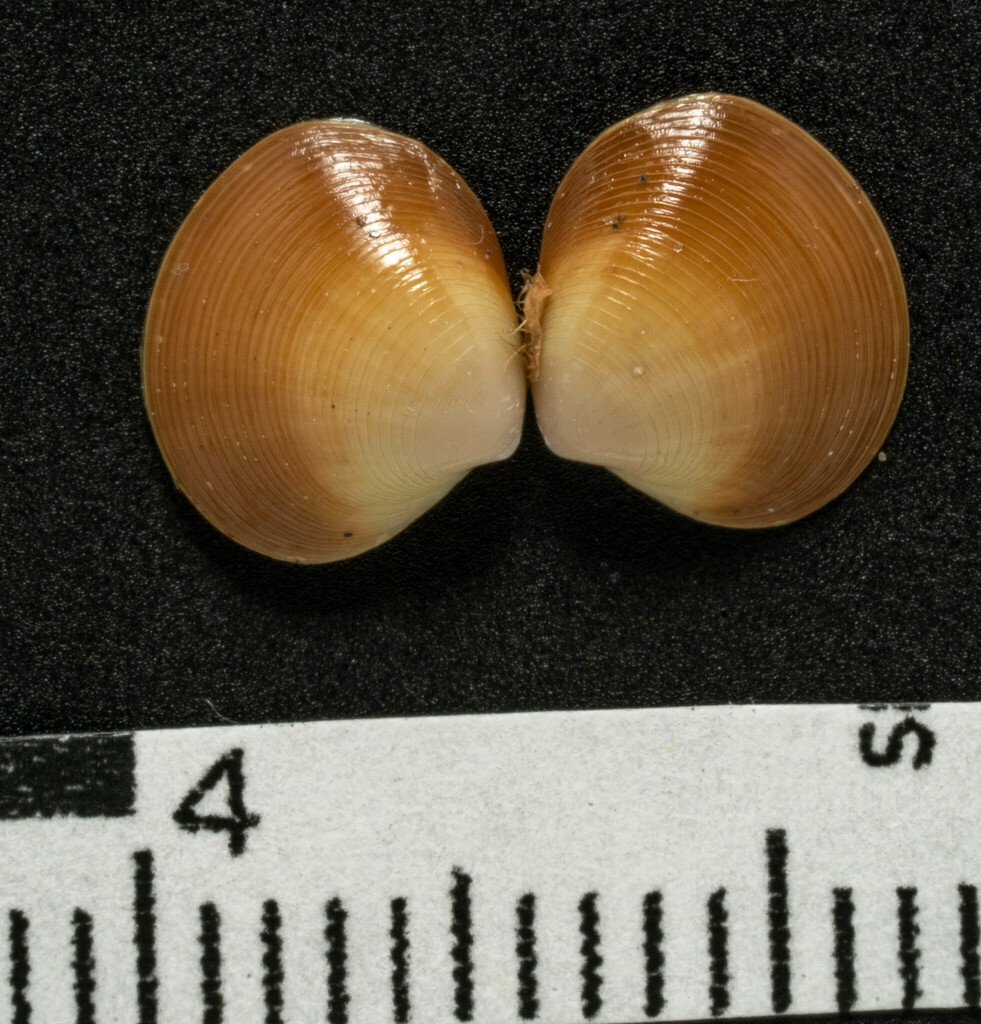 Ocean Quahog from Scott's Bay, NS B0P 1H0, Canada on February 16, 2023 ...