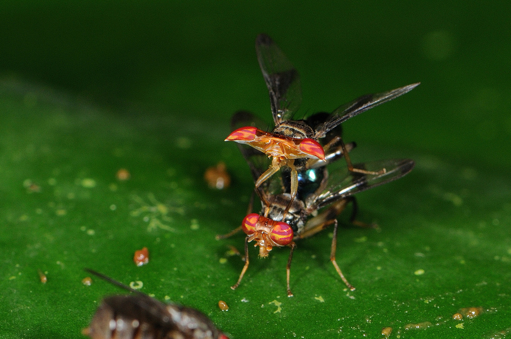 Richardia advena from Limón Province, Pococí, Costa Rica on February 4 ...