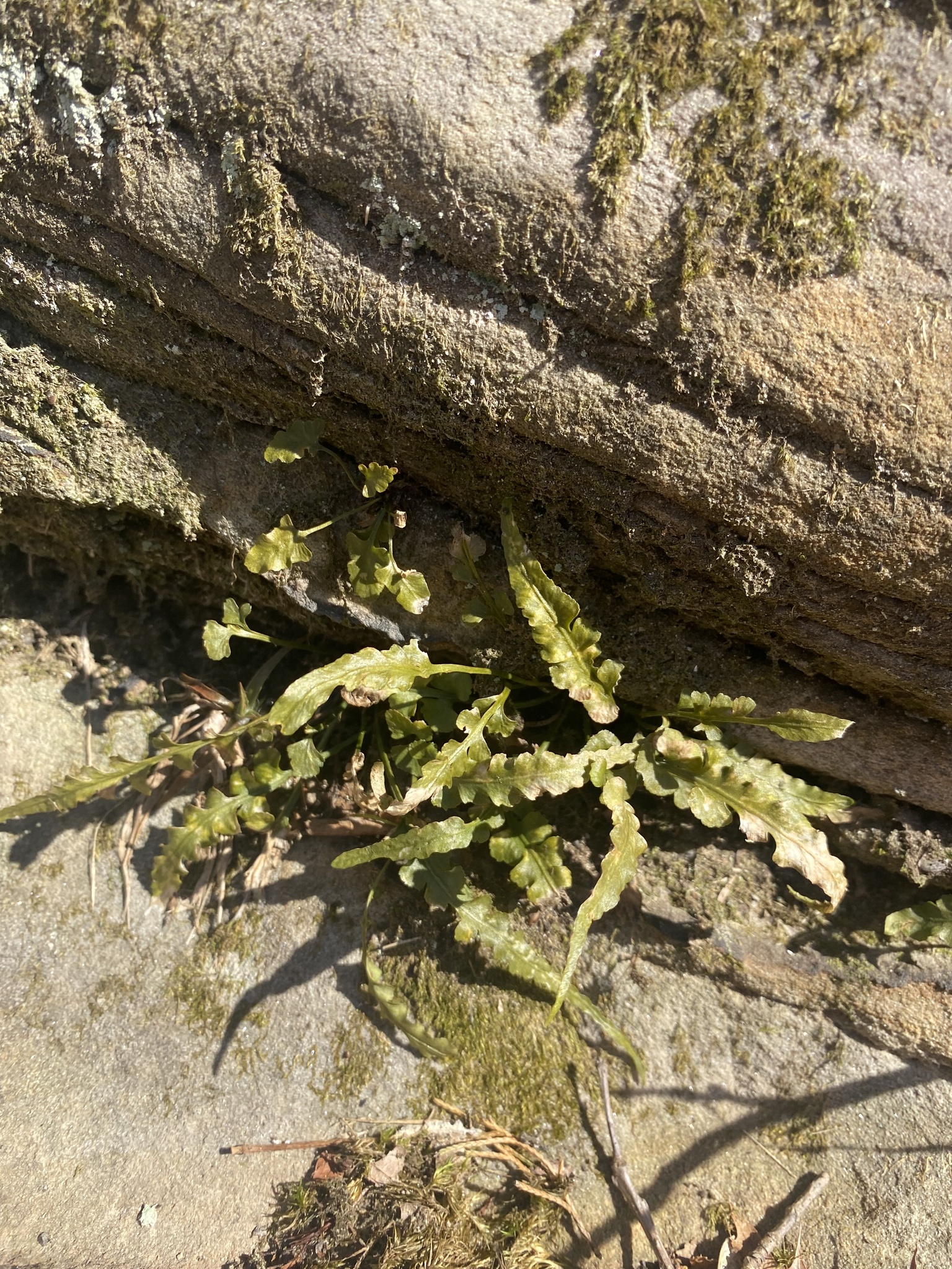 Asplenium pinnatifidum Nutt.