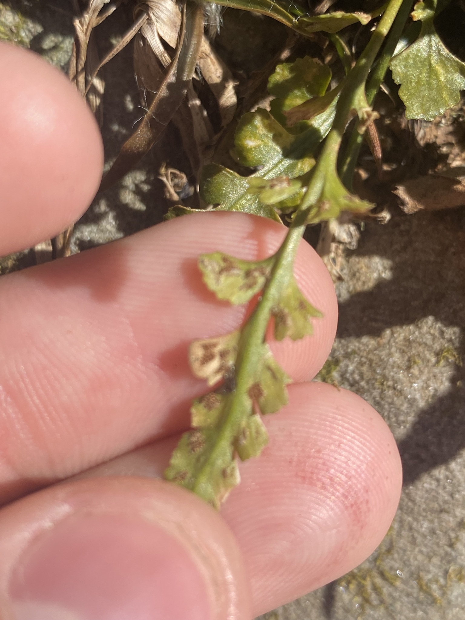 Asplenium pinnatifidum Nutt.