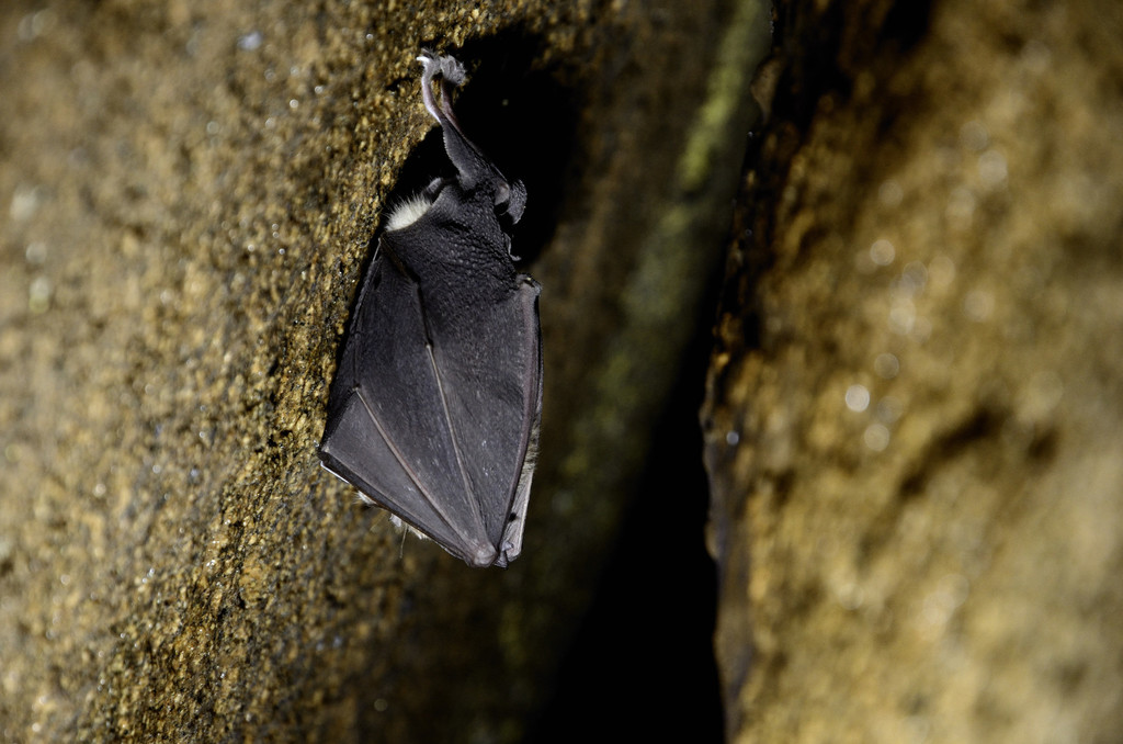 Geoffroy's horseshoe bat (Bats of Saudi Arabia) · iNaturalist