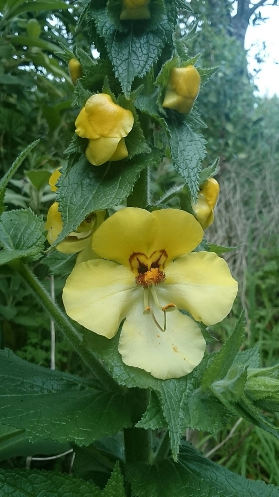 Cretan Mullein from Okura Bush Scenic Reserve, NZ-AU-RD, NZ-AU, NZ on ...