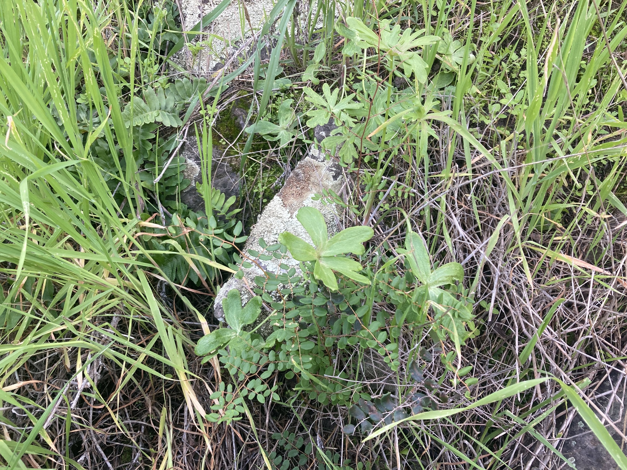 Pellaea andromedifolia var. pubescens D.C.Eaton