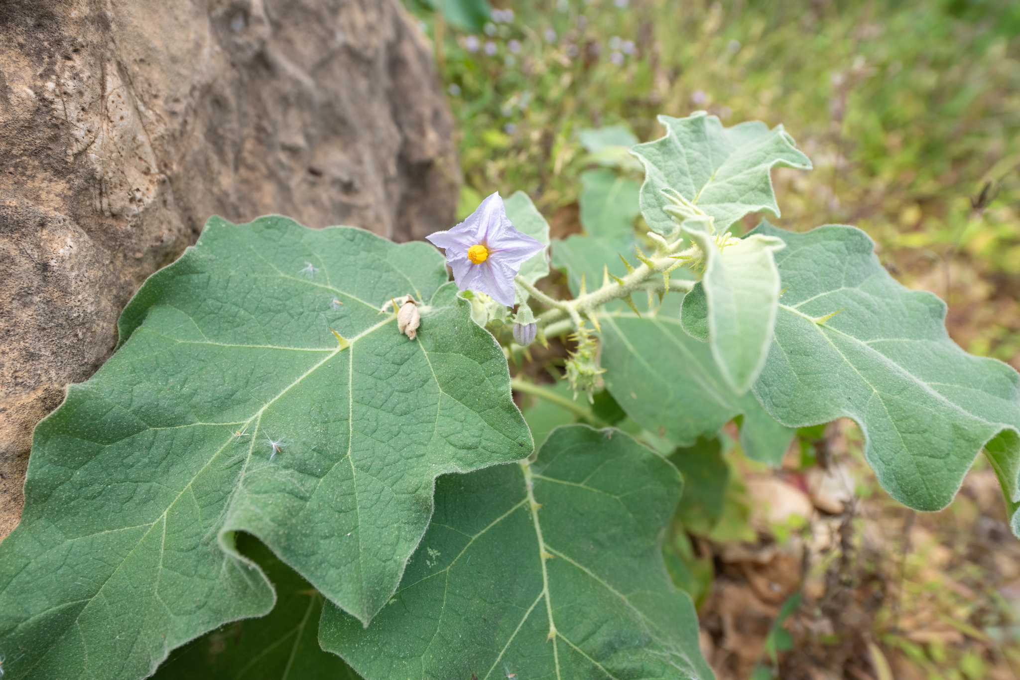 Solanum incanum L.