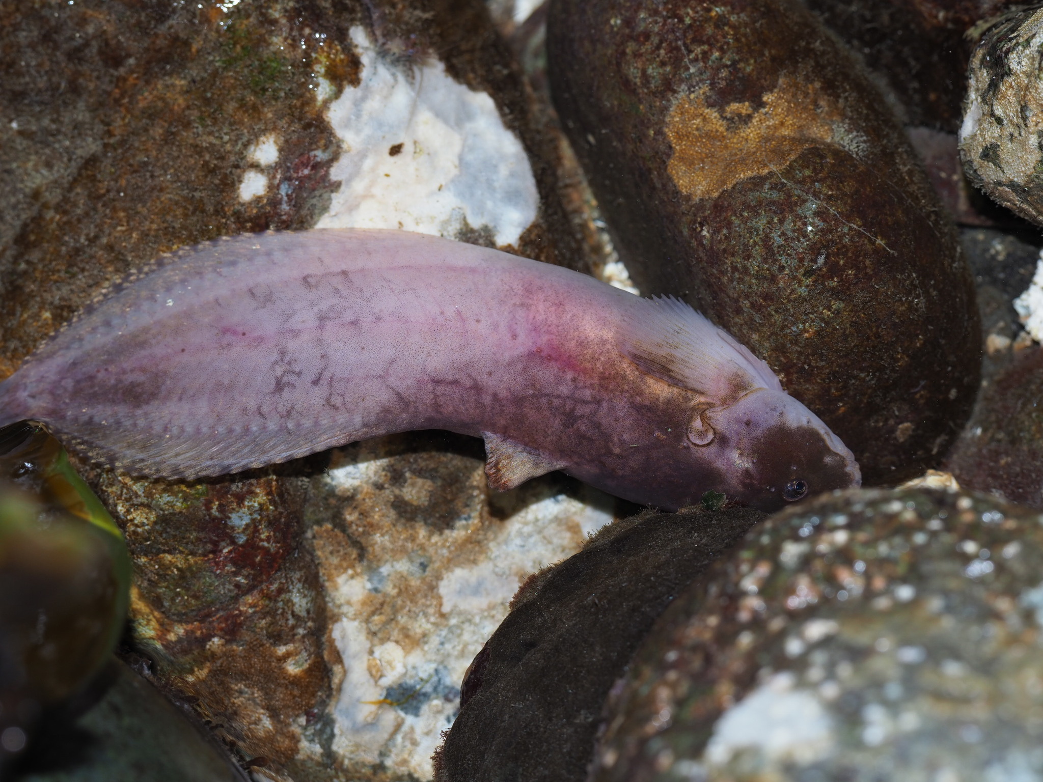 Liparis florae (Jordan & Starks, 1895)