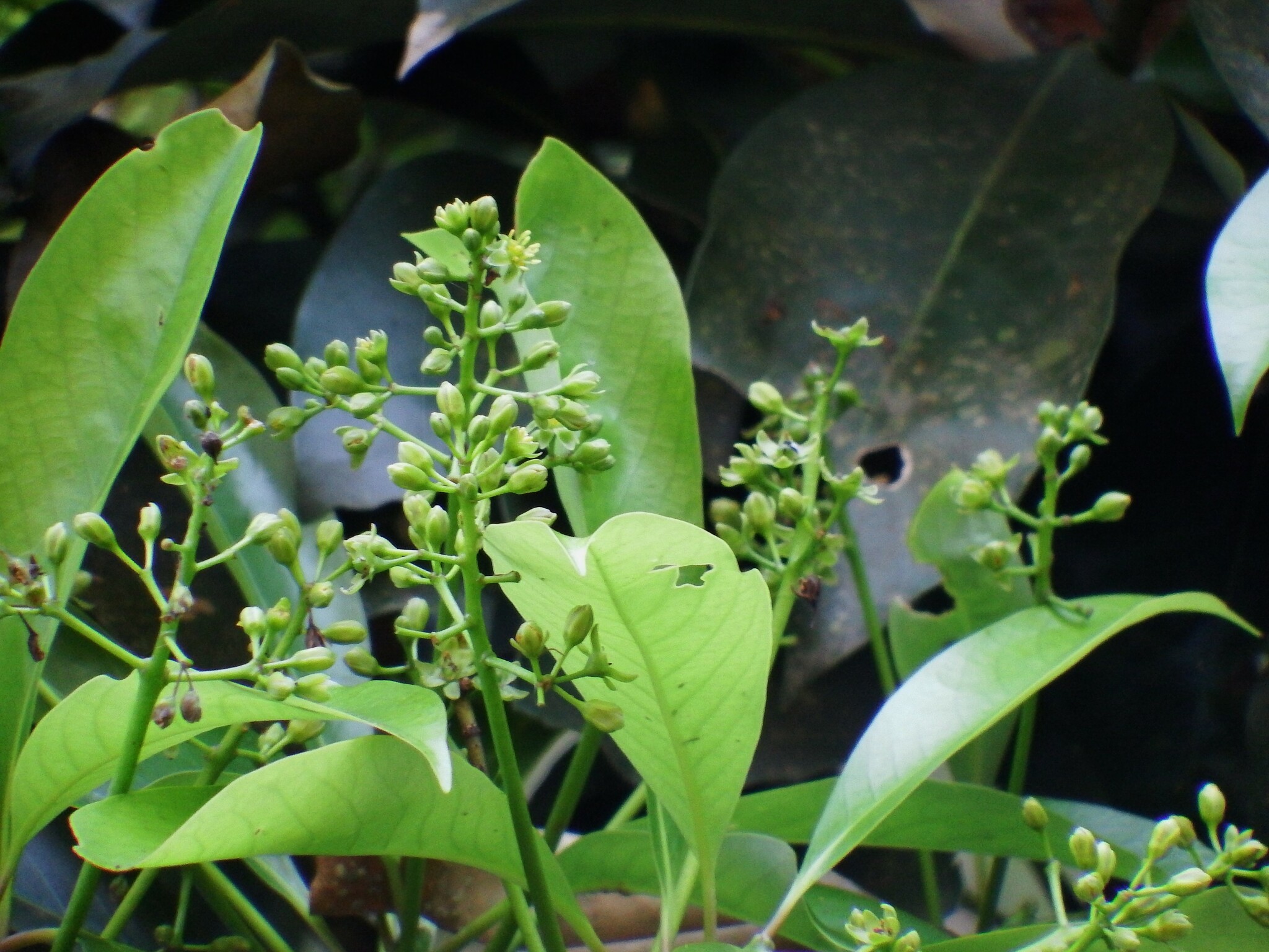Machilus japonica Siebold & Zucc.