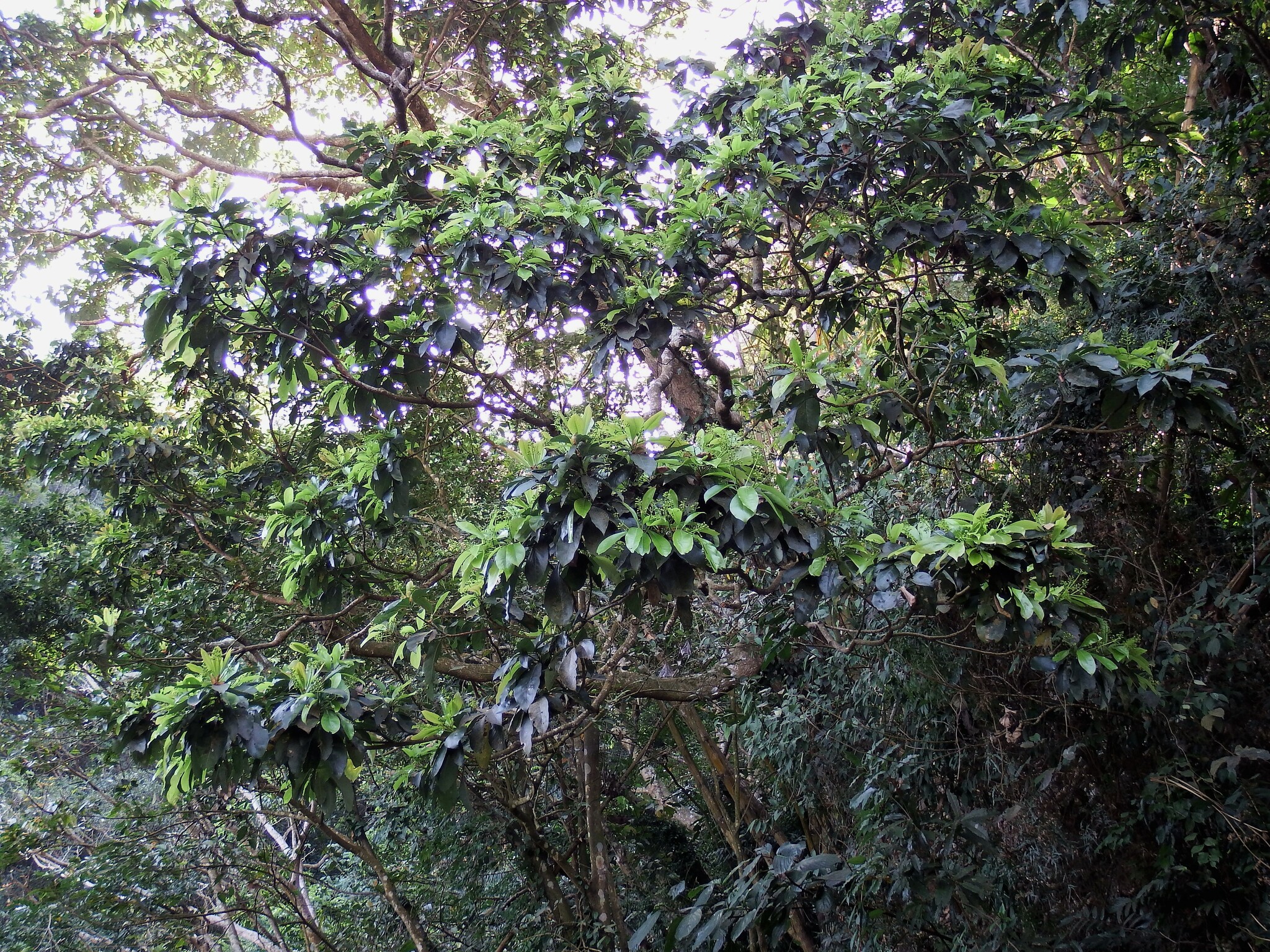 Machilus japonica Siebold & Zucc.