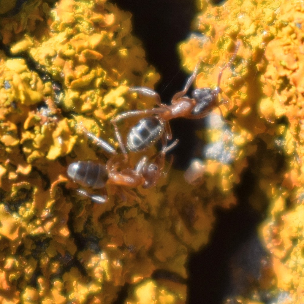 Western Velvety Tree Ant from Joseph D. Grant County Park, CA, USA on ...