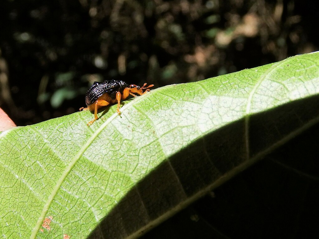 Paroplapoderus tristoides from 崁頭山 on February 18, 2023 at 10:55 AM by ...
