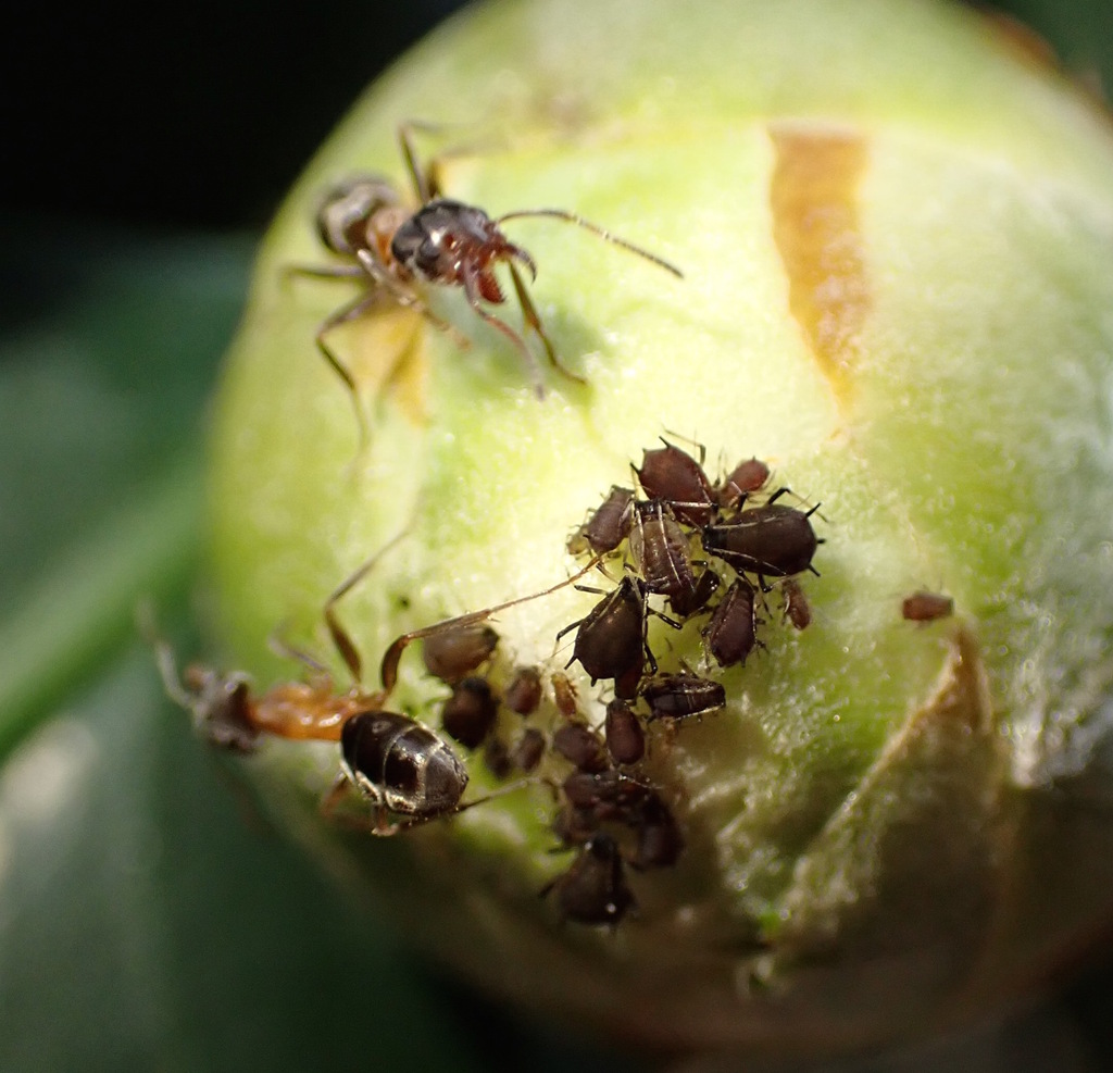 Western Velvety Tree Ant from La Cañada Flintridge, CA 91011, USA on ...