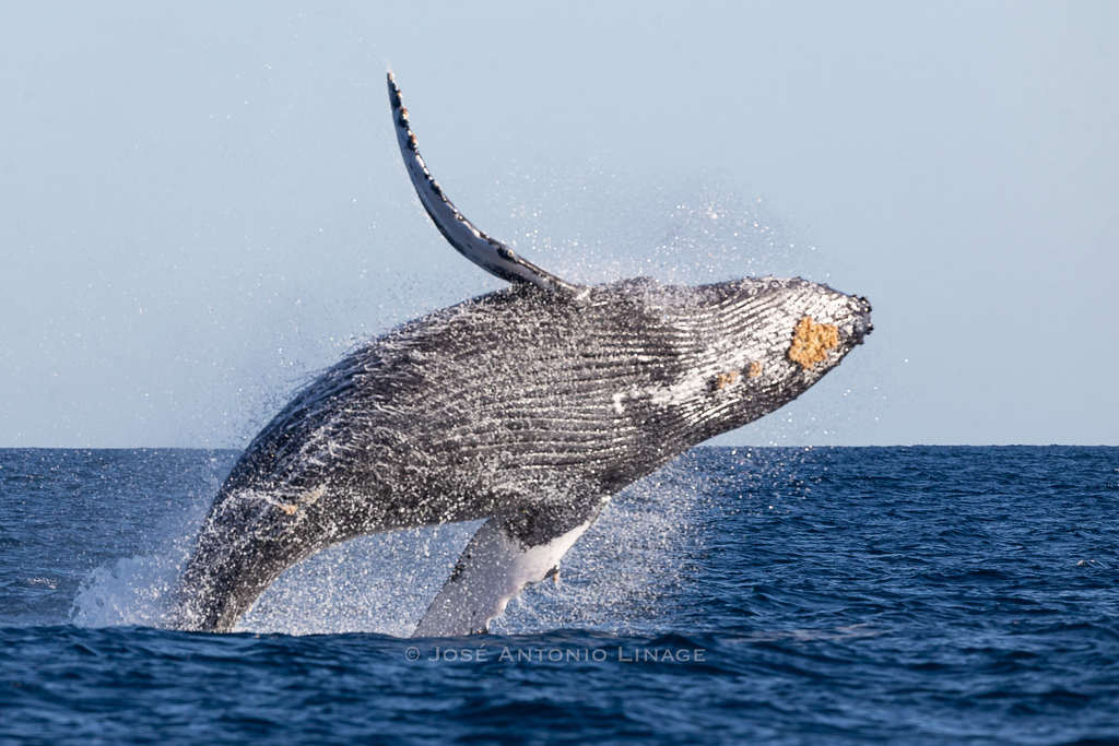 Humpback Whale (Megaptera novaeangliae) - Marine Life Identification