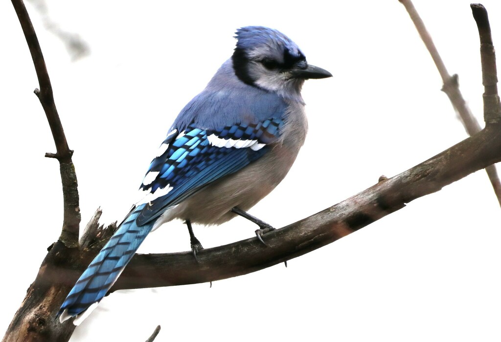 Blue Jay from St. Catharines, ON, Canada on February 19, 2023 at 11:04 ...