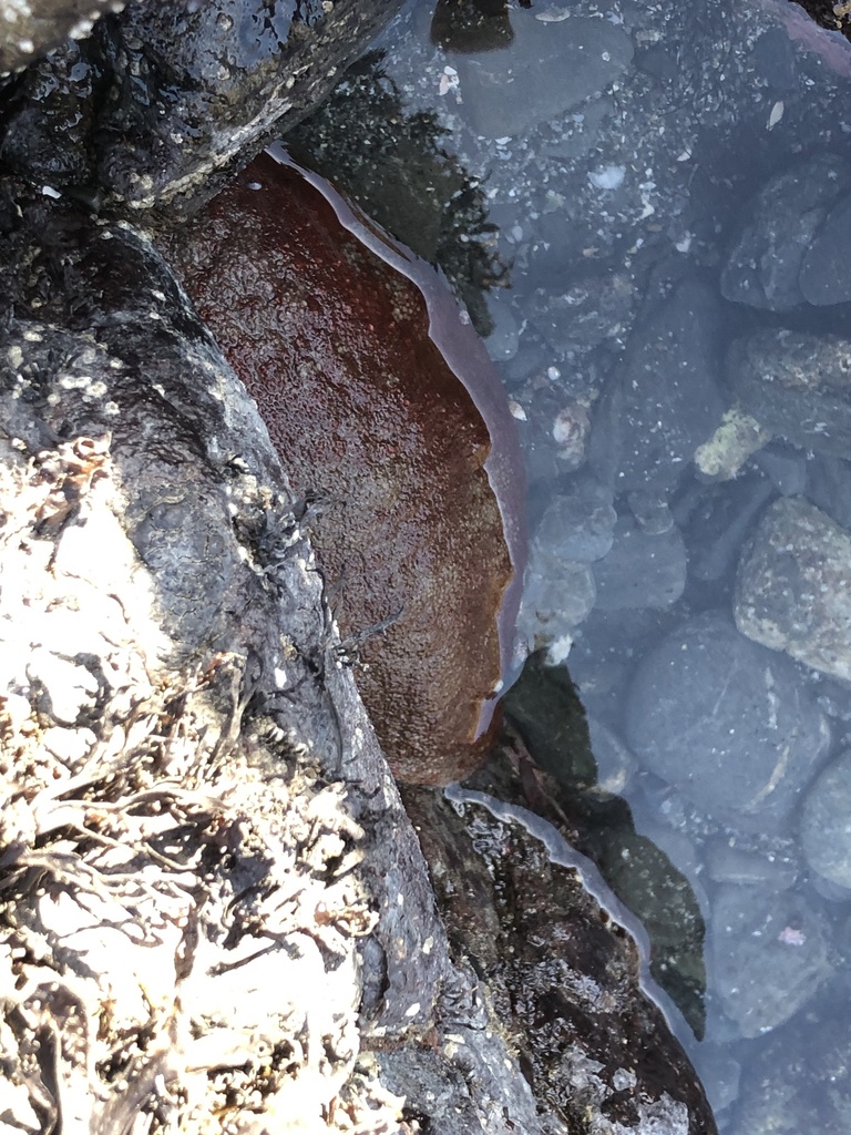 Gumboot Chiton from North Pacific Ocean, CA, US on February 19, 2023 at ...