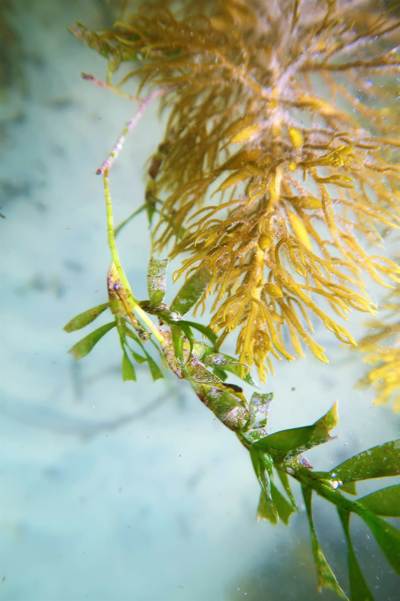 Amphibolis antarctica (Labill.) Asch.