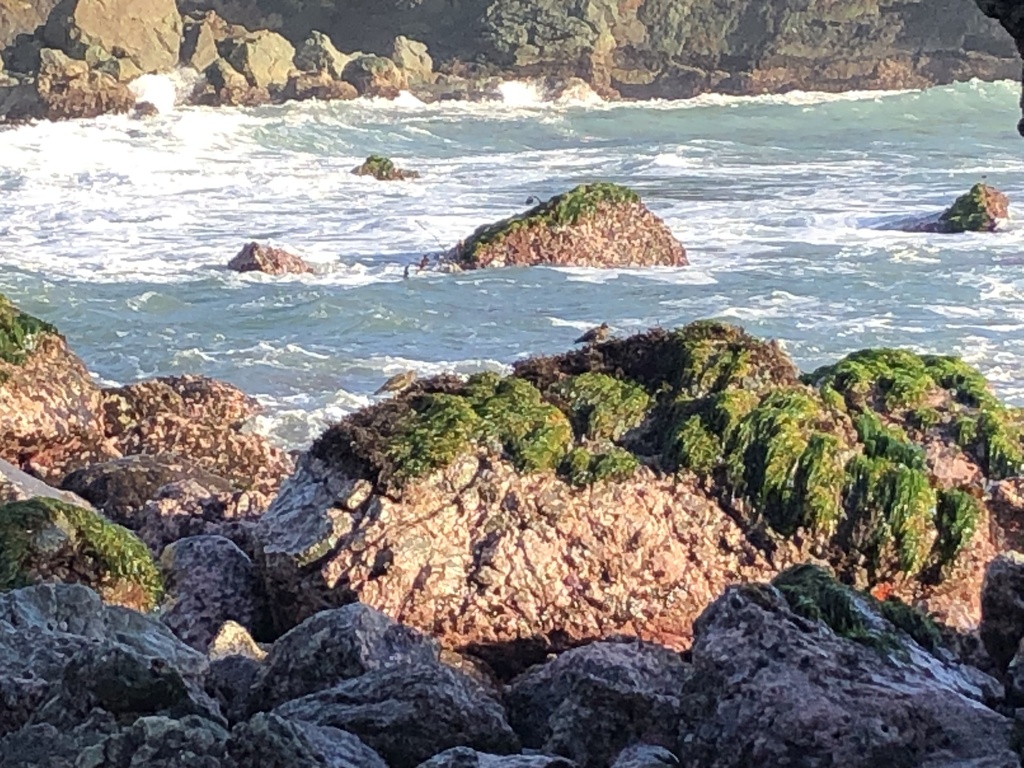 Shorebirds and Allies from North Pacific Ocean, CA, US on February 19 ...