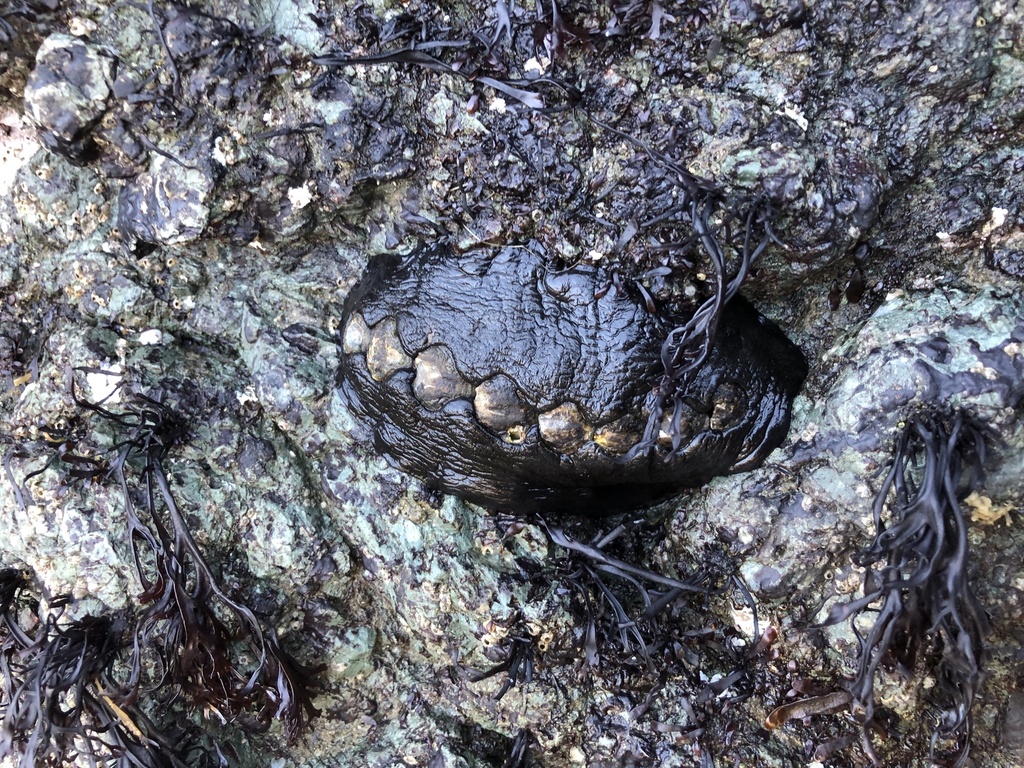 Black Leather Chiton from North Pacific Ocean, CA, US on February 19 ...