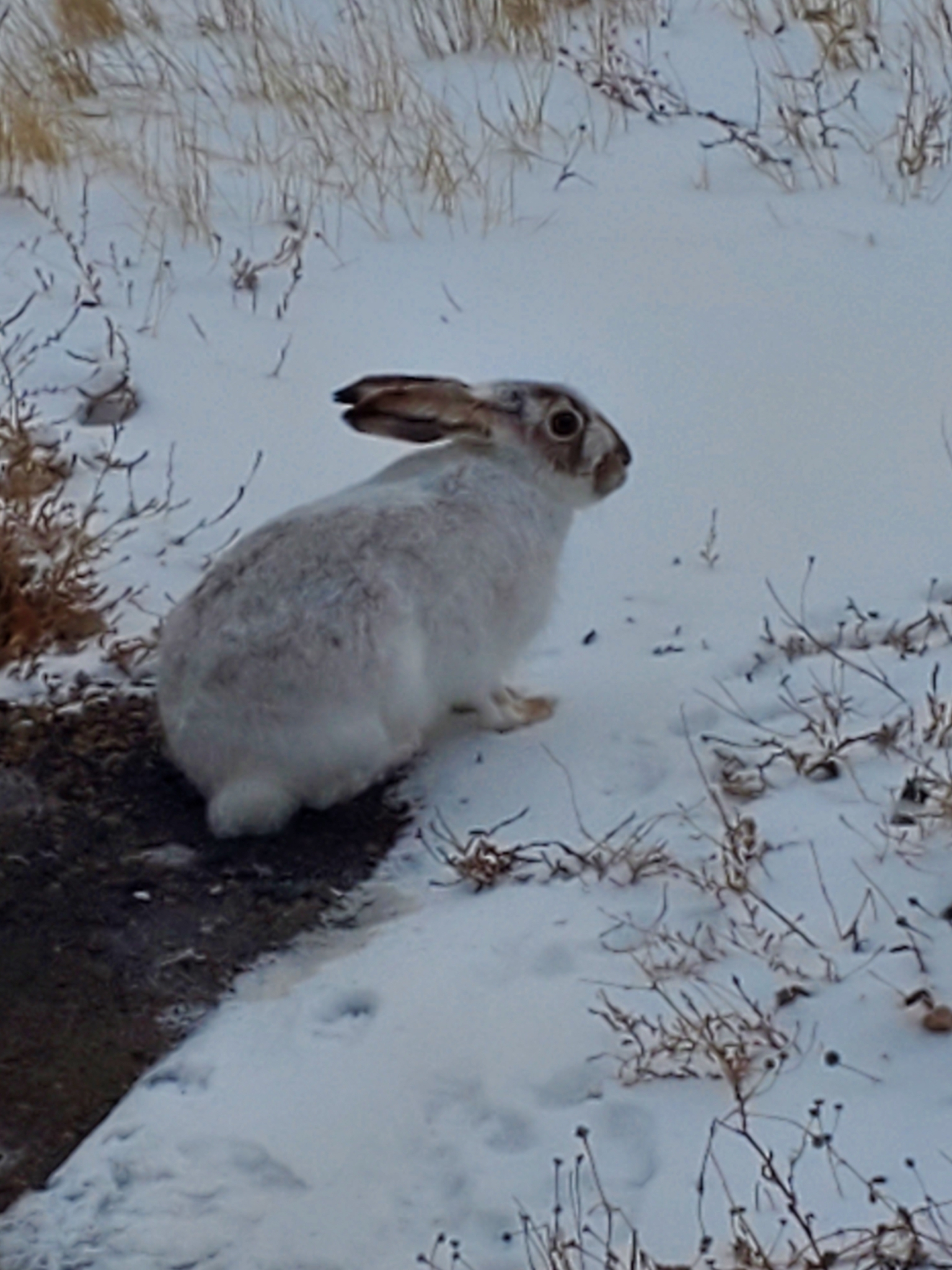 Lepus townsendii Bachman, 1839
