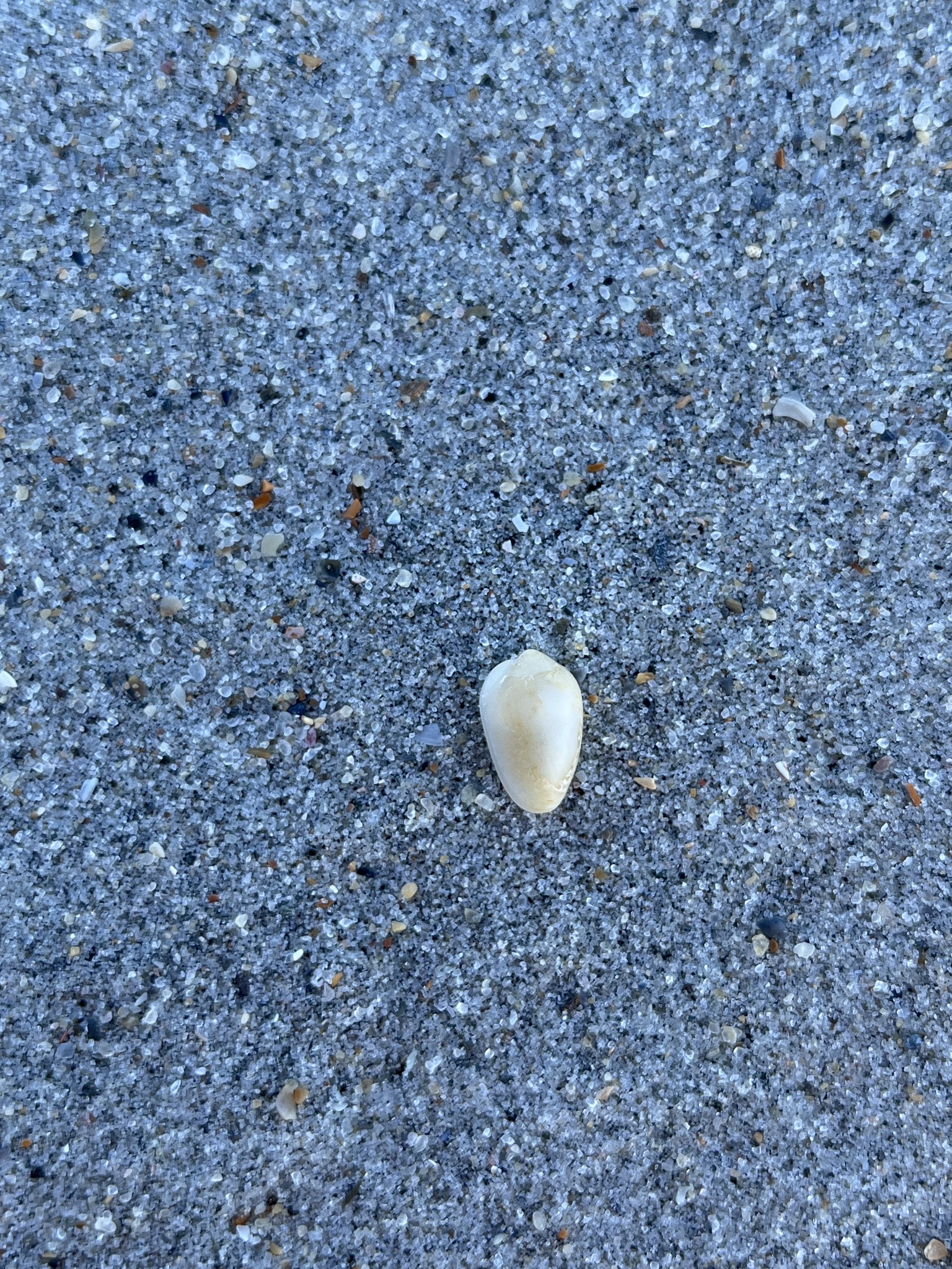 Prunum apicinum (Menke, 1828)