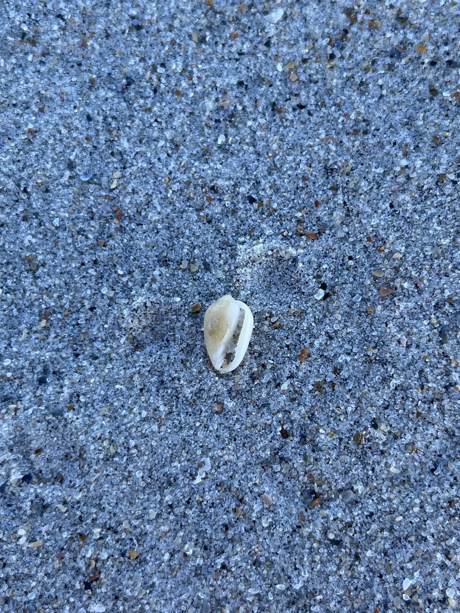 Prunum apicinum (Menke, 1828)