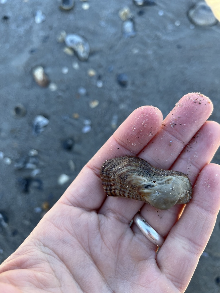 Mossy Ark from North Atlantic Ocean, NC, US on February 18, 2023 at 02: ...