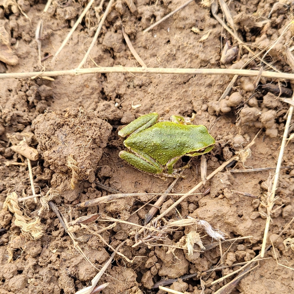 Northern Pacific Tree Frog in February 2023 by Mark Leppin. Under ...