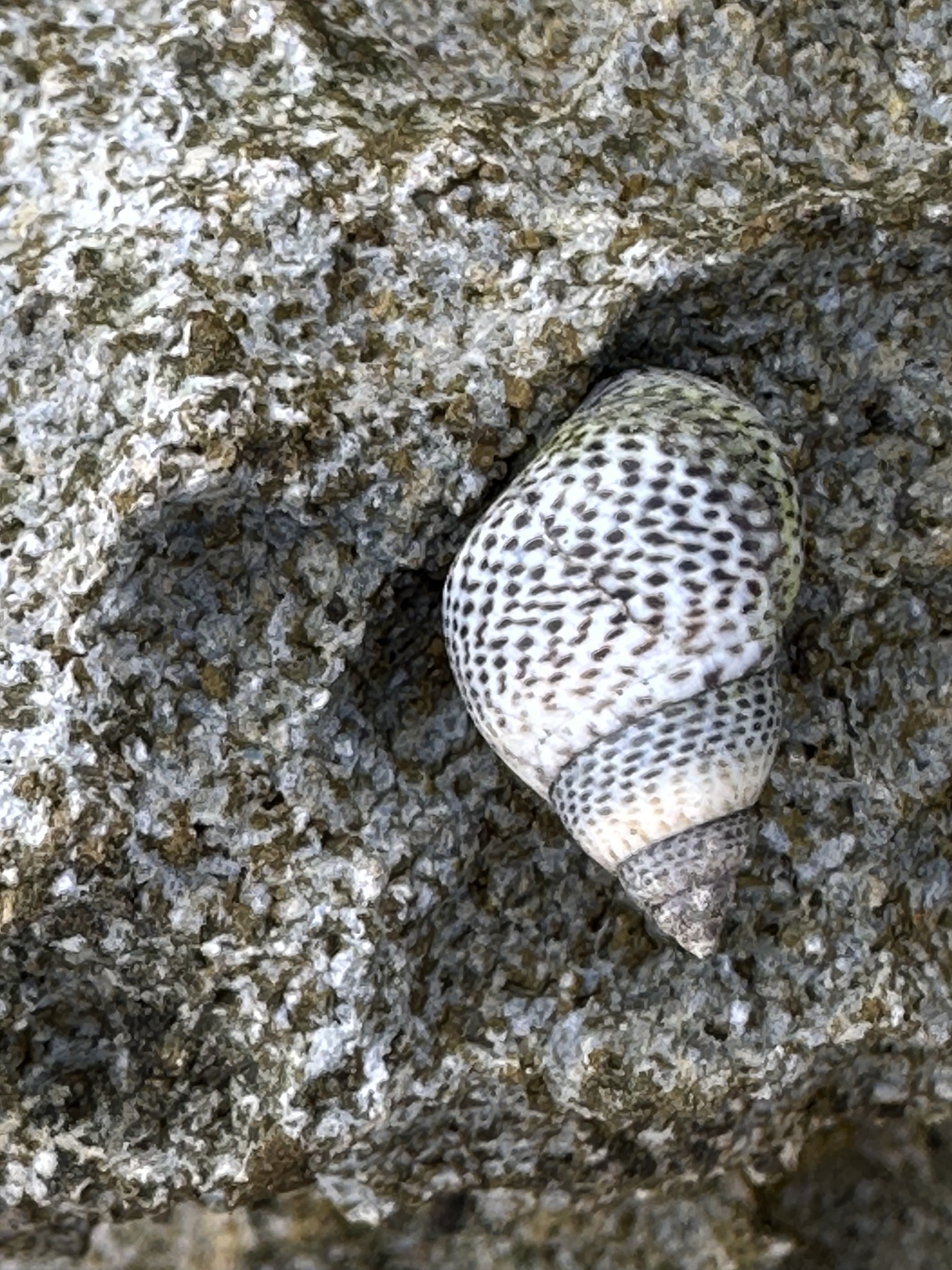 Littoraria pintado (W.Wood, 1828)