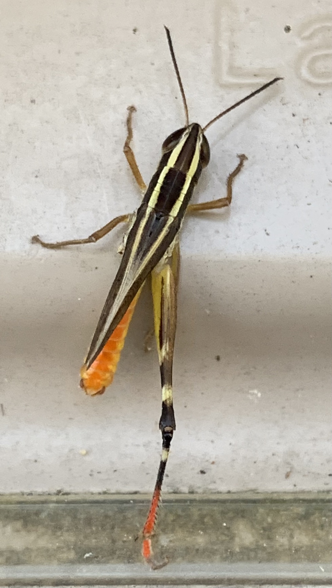 Macrotona australis (Walker, 1870)