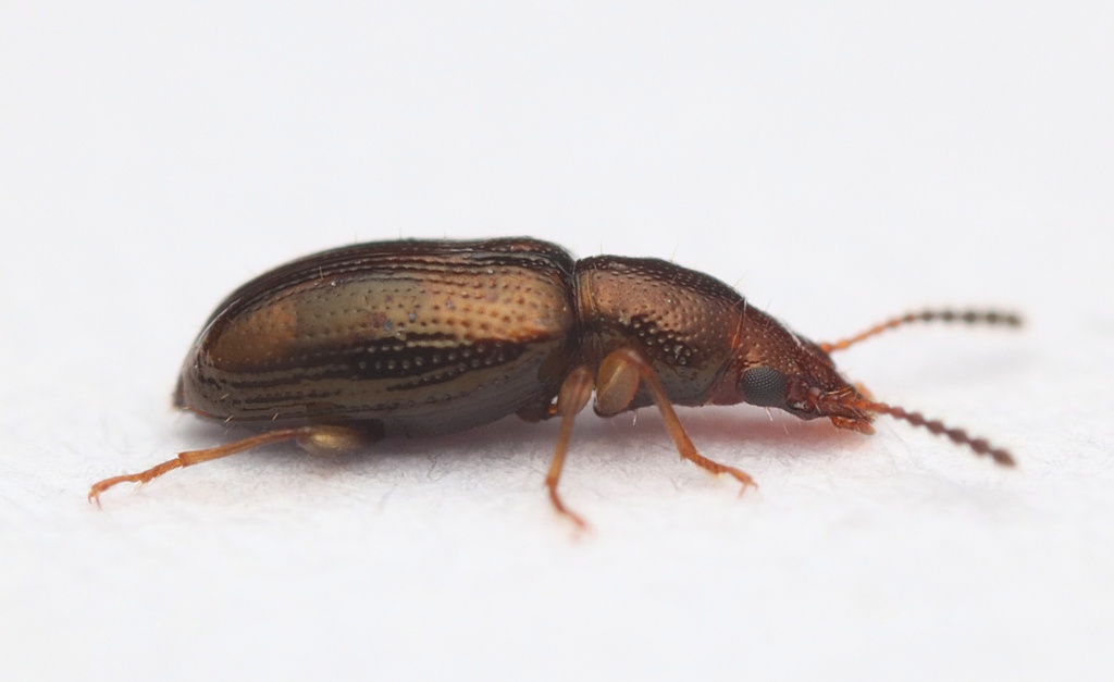 Narrow-waisted Bark Beetles from Kaeo, New Zealand on February 15, 2022 ...