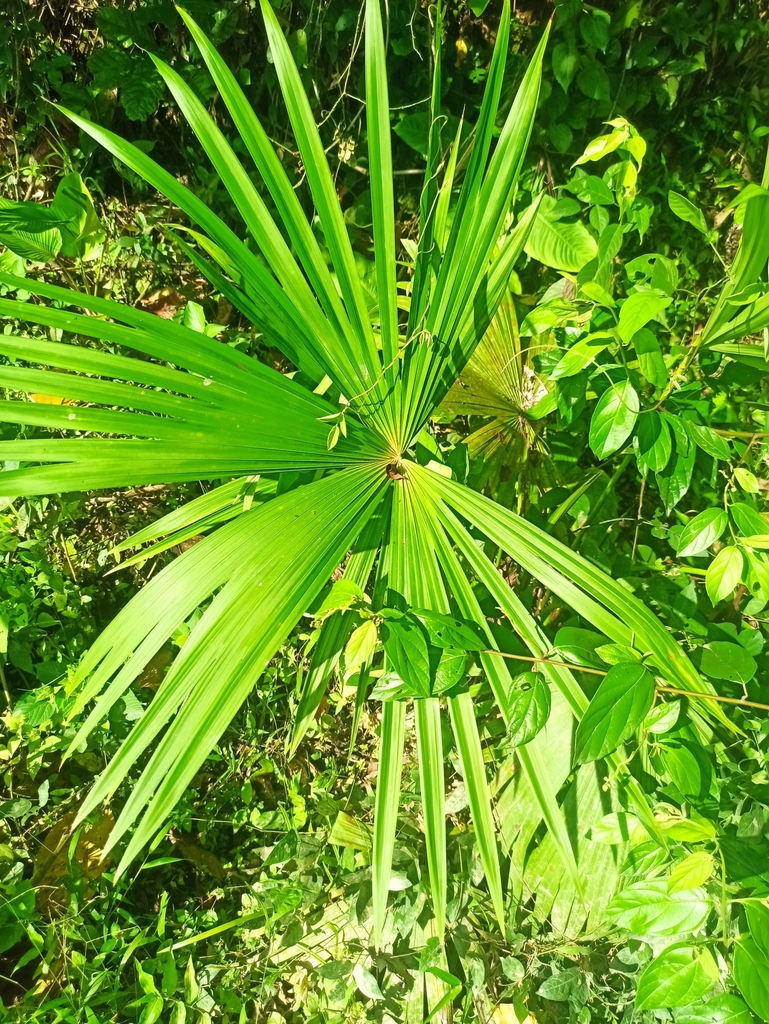 toquilla palm from Casacay, Ecuador on February 16, 2023 at 08:59 AM by ...