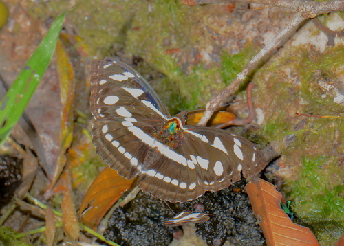 Subspecies Athyma larymna elisa · iNaturalist