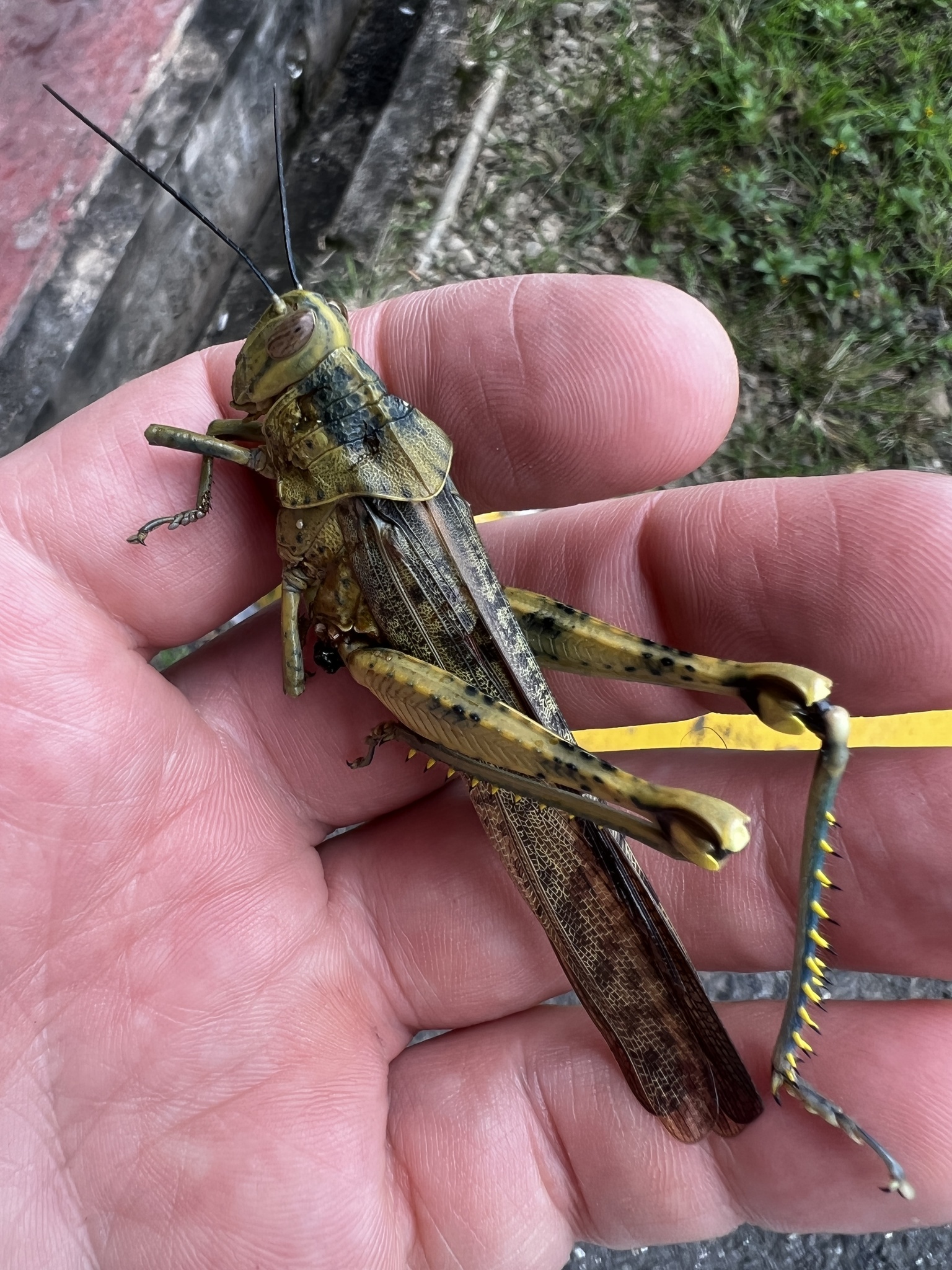 Valanga nigricornis (Burmeister, 1838)