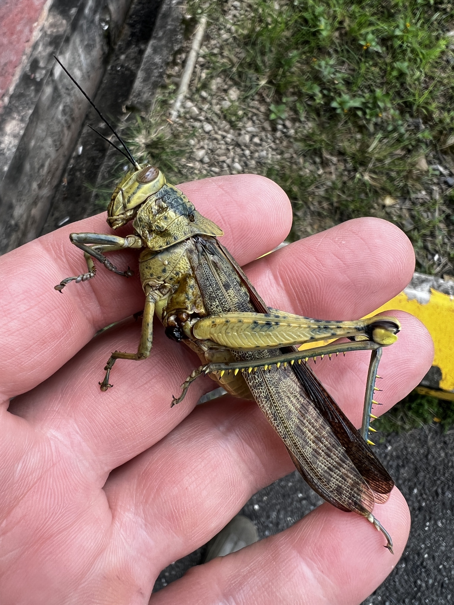 Valanga nigricornis (Burmeister, 1838)