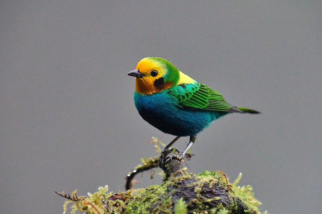 Perching Birds (Passeriformes) - Avian Discovery