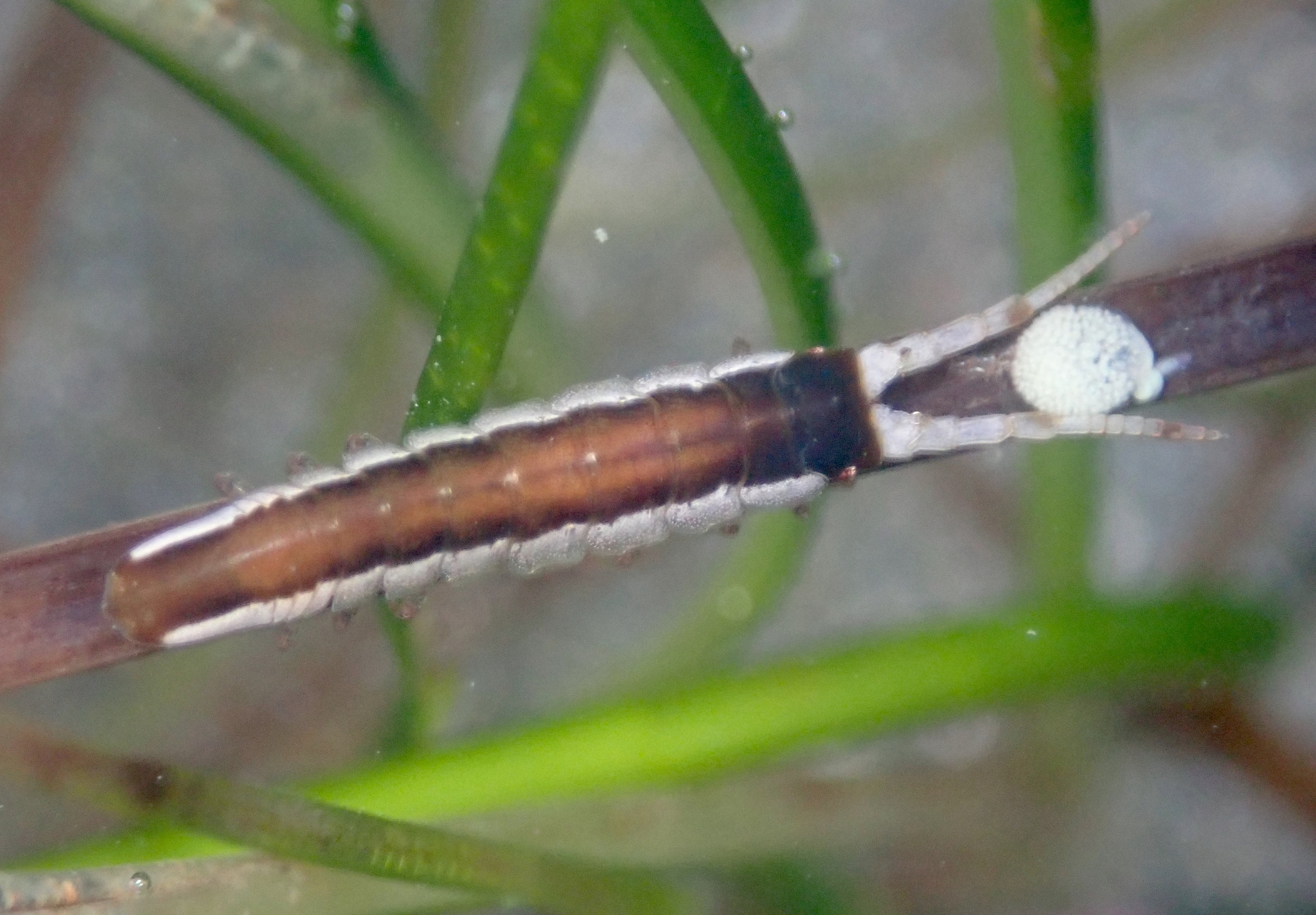 Pentidotea montereyensis Maloney, 1933