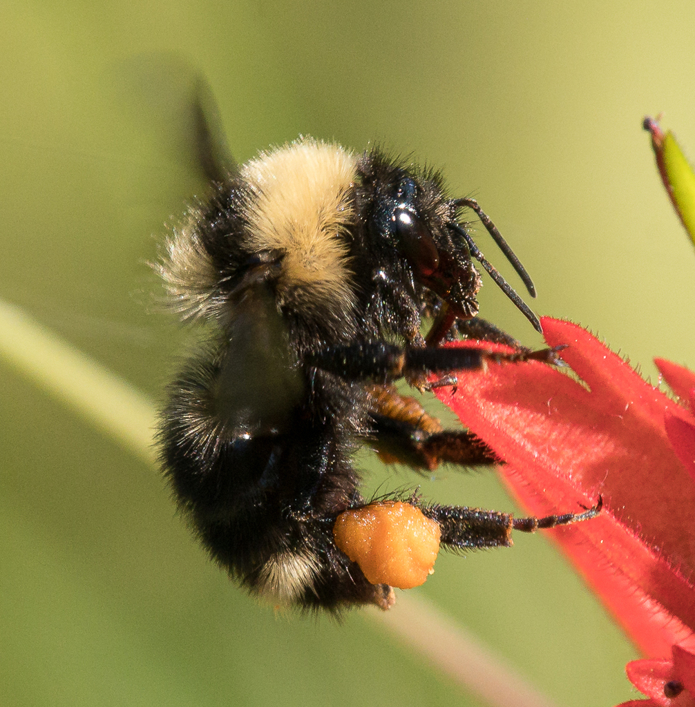 California Bumble Bee (Bumblebees of San Diego) · iNaturalist