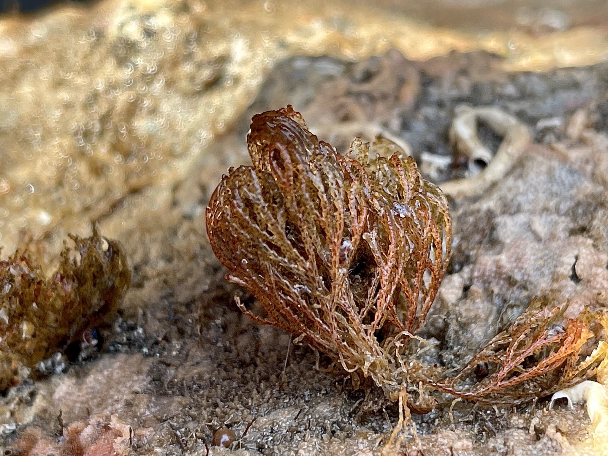 Bugula neritina (Linnaeus, 1758)