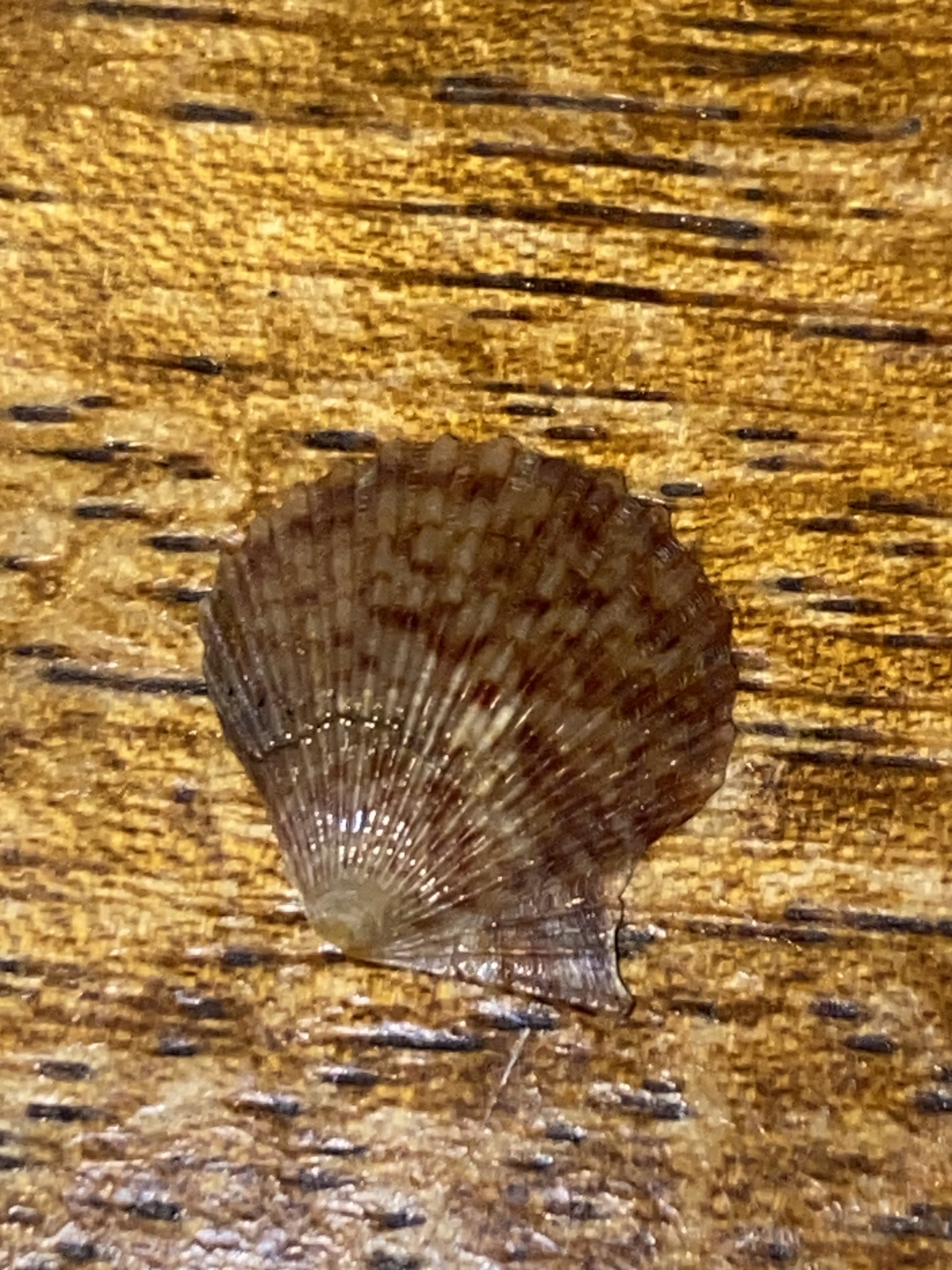 Leptopecten latiauratus (Conrad, 1837)