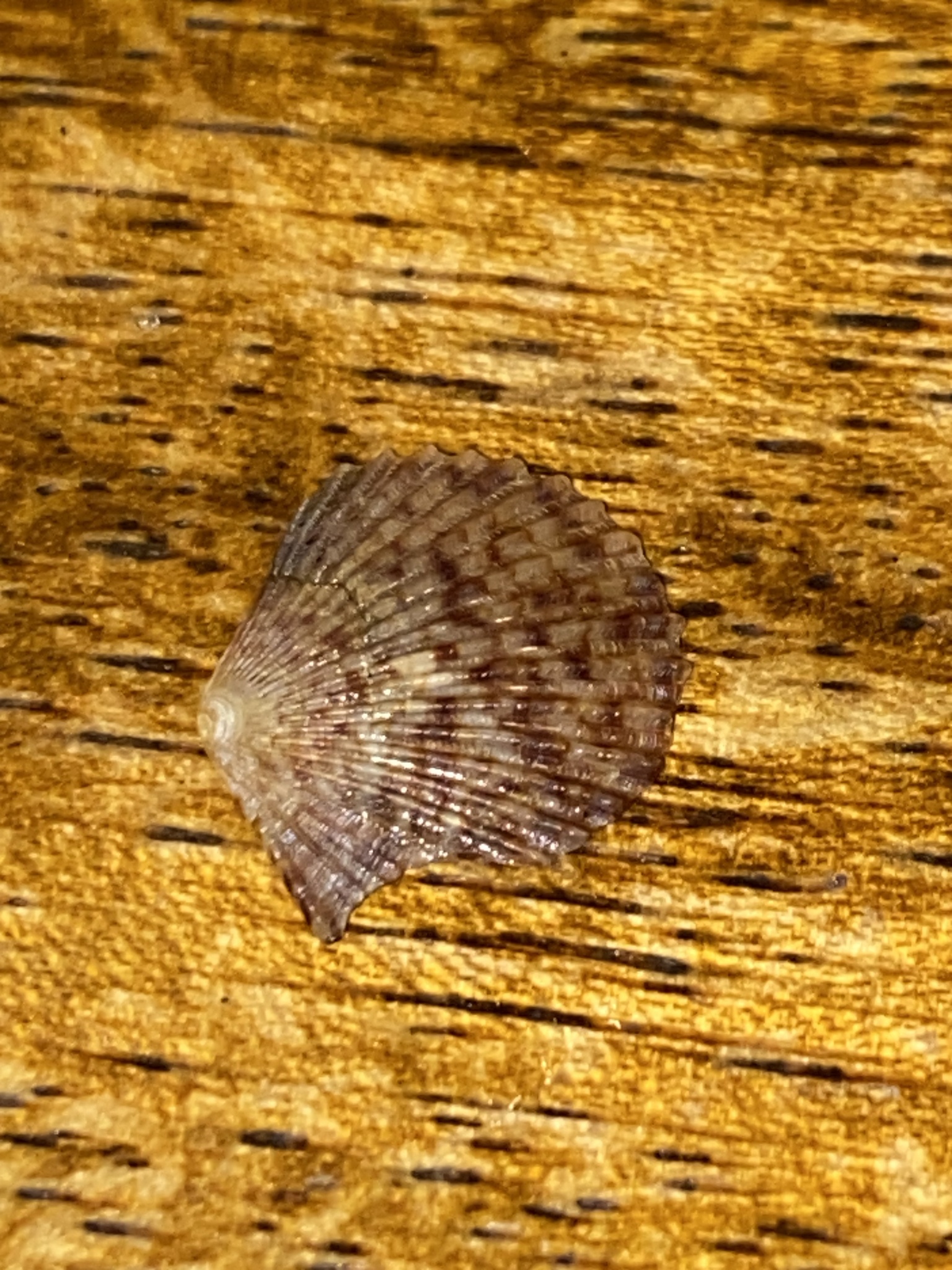 Leptopecten latiauratus (Conrad, 1837)