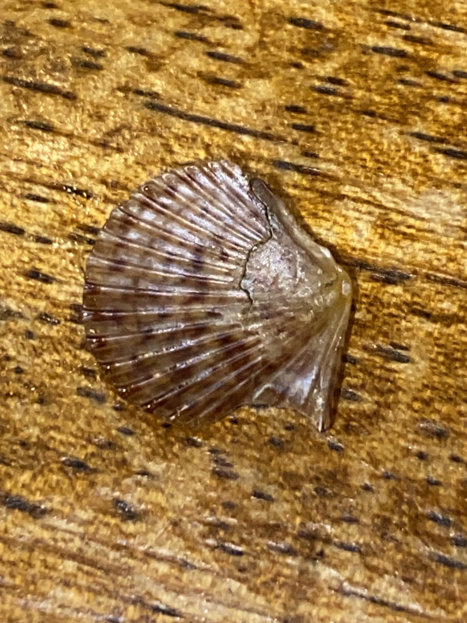 Leptopecten latiauratus (Conrad, 1837)