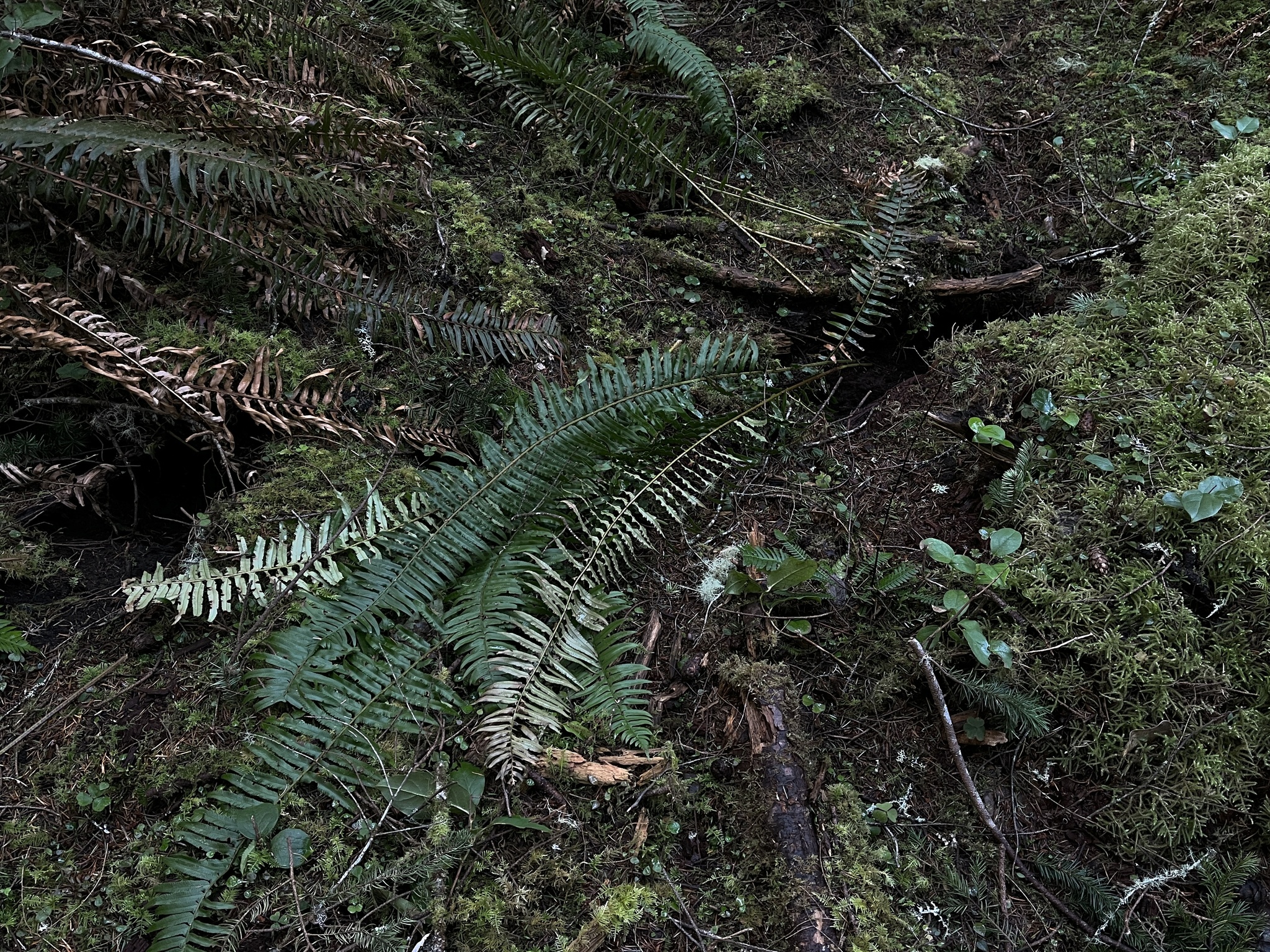 Aplodontia rufa (Rafinesque, 1817)