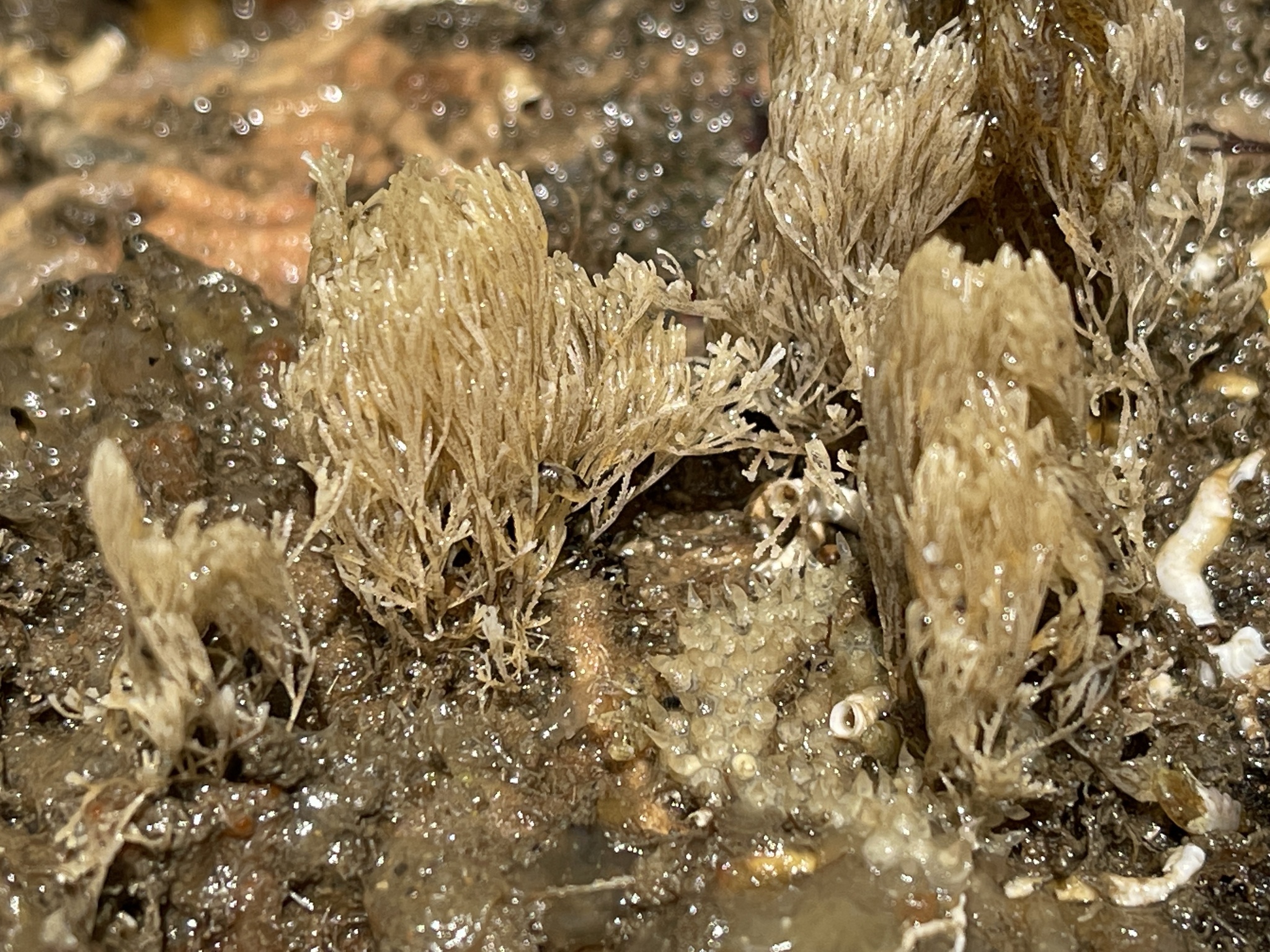 Bugula neritina (Linnaeus, 1758)