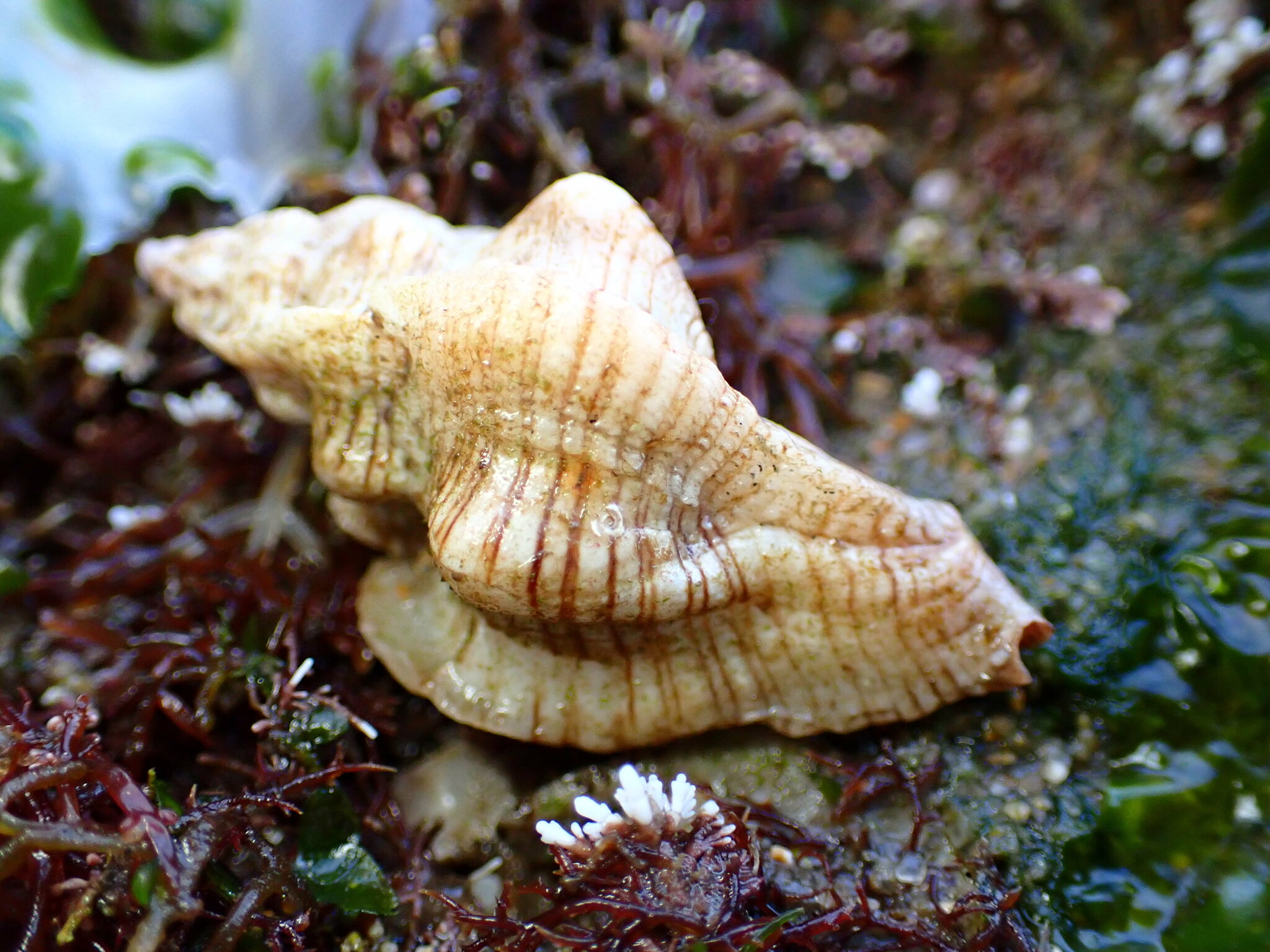 Pteropurpura festiva (Hinds, 1844)